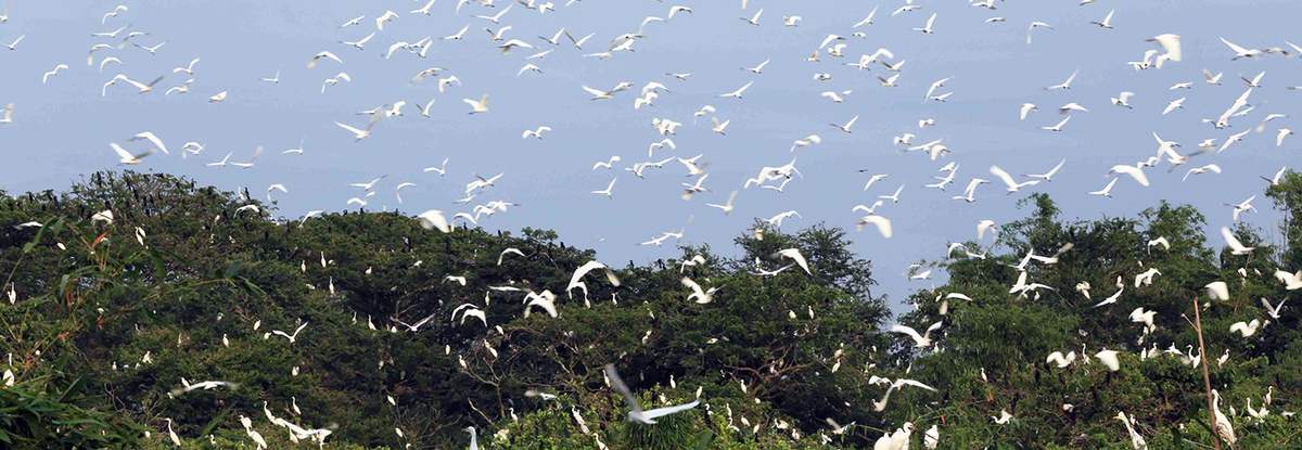 Ghé thăm Vườn cò Tân Long khám phá thiên nhiên thanh bình, trù phú