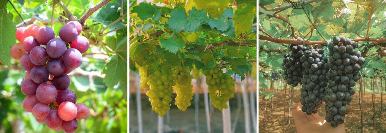 Nho Ninh Thuận (nho Phan Rang), món quà đến từ thiên nhiên