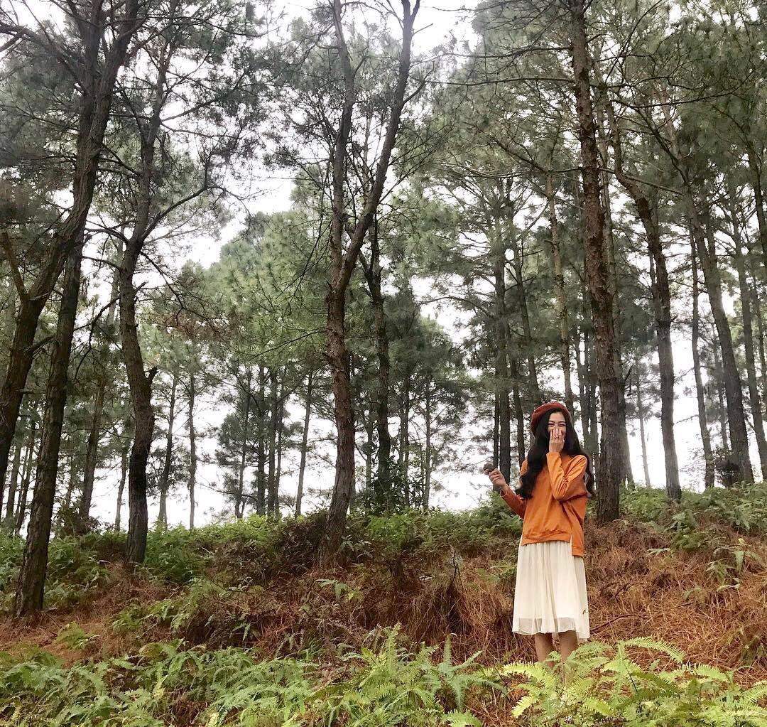 Rừng thông Bồ Bồ - Đột nhập tiểu Đà Lạt giữa lòng Đà Nẵng