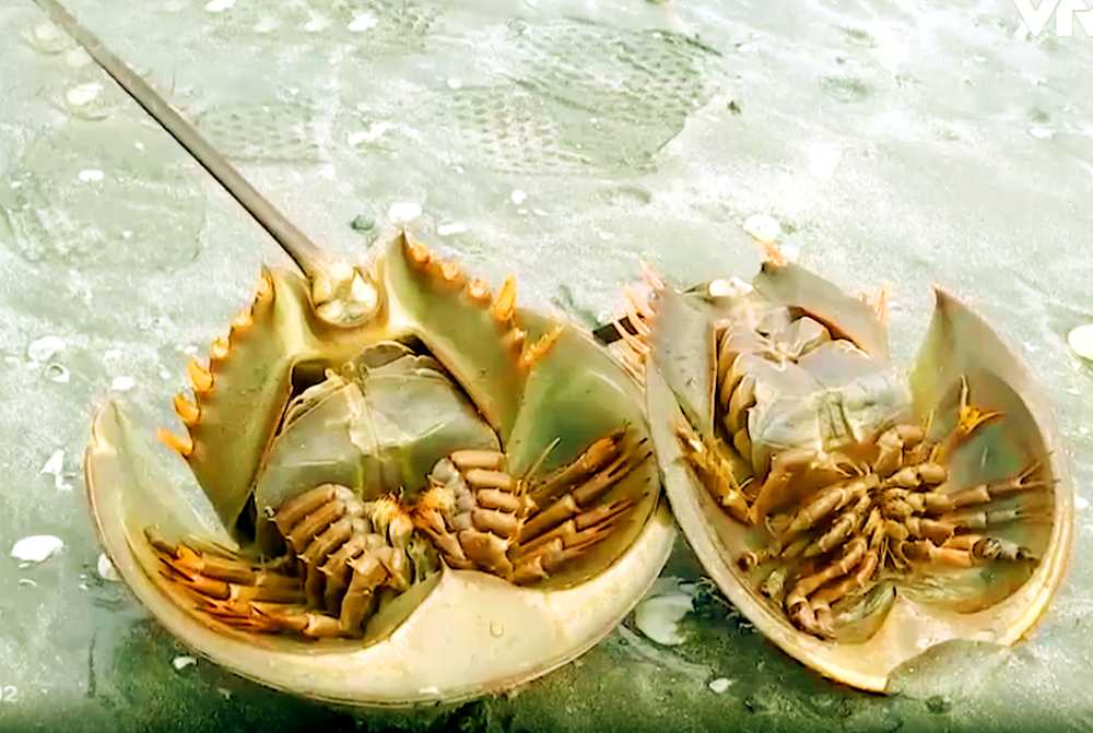 Sam biển Hạ Long và những món ngon không thể bỏ lỡ