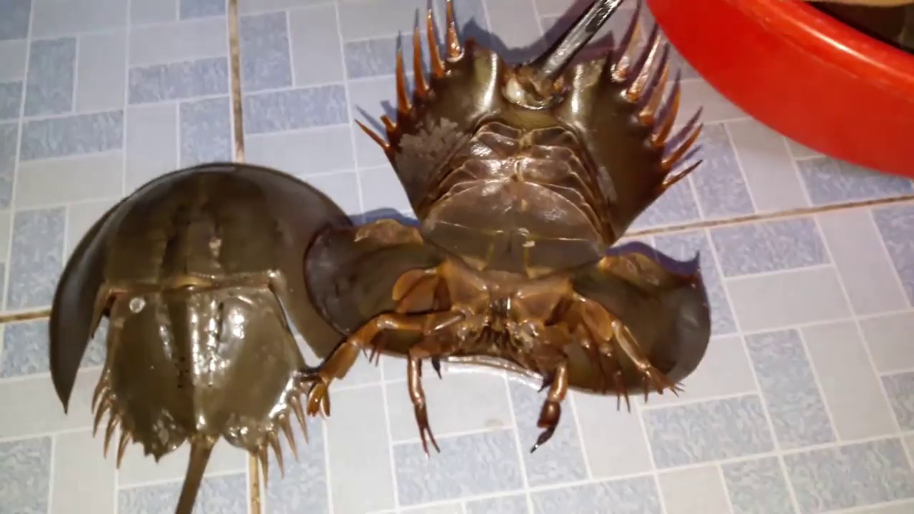 Sam biển Hạ Long và những món ngon không thể bỏ lỡ