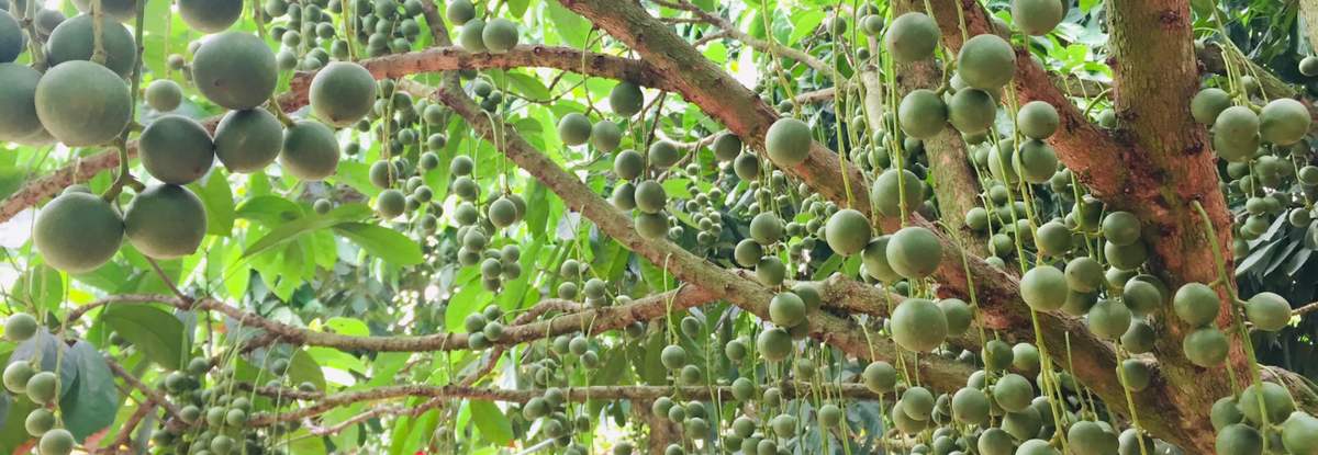 Vườn dâu 5 Cảnh Mỹ Luông, thiên đường dâu da đất xứ An Giang