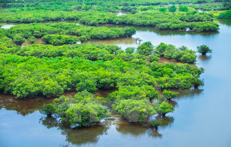Vườn quốc gia Xuân Thủy, khu RAMSAR độc nhất tại Nam Định