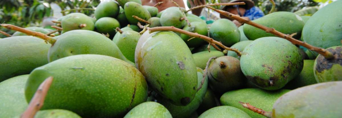 Xoài cát núm, thức quả miệt vườn trứ danh của huyện Vũng Liêm